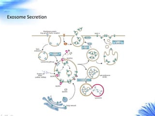 Exosomes pathway-creative diagnostics | PPT