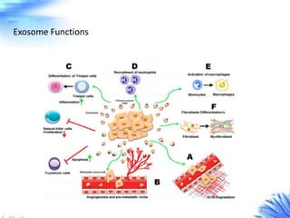 Exosomes pathway-creative diagnostics | PPT