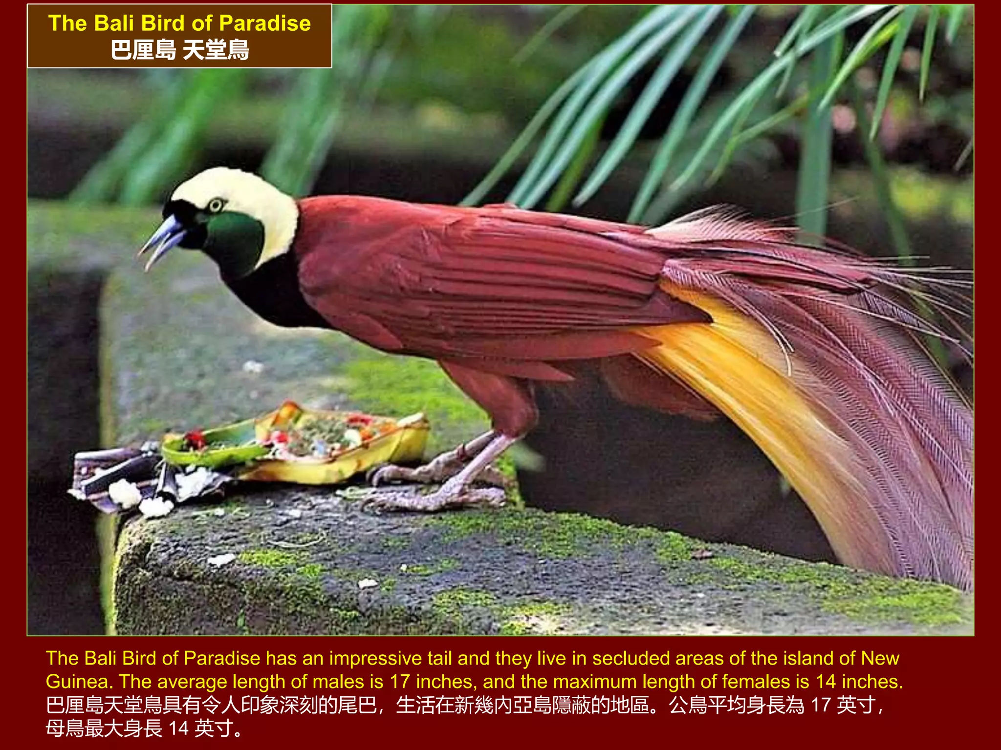 Exotic and Beautiful Birds in the World (世界上奇特而美麗的鳥類).ppsx