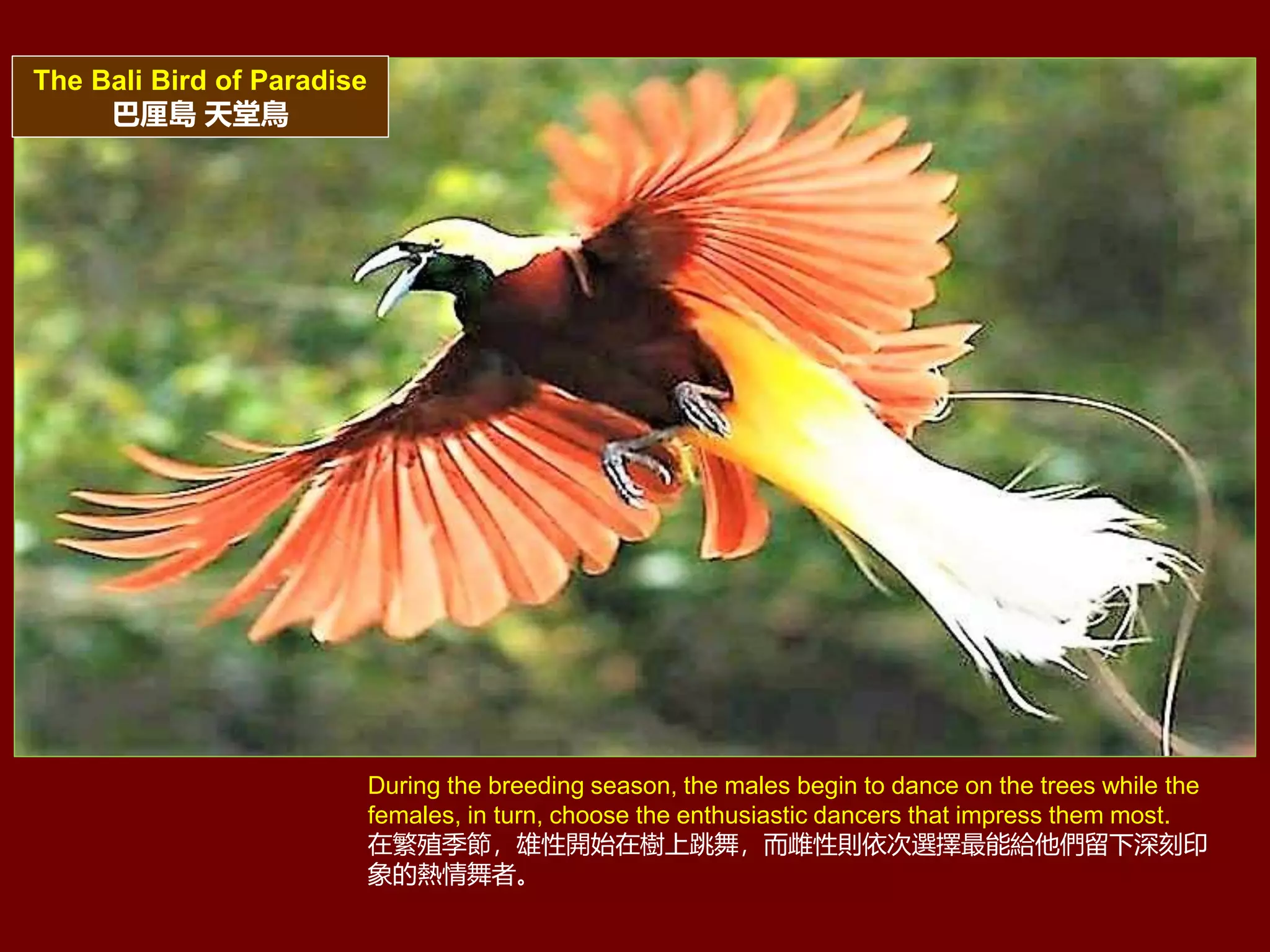 Exotic and Beautiful Birds in the World (世界上奇特而美麗的鳥類).ppsx