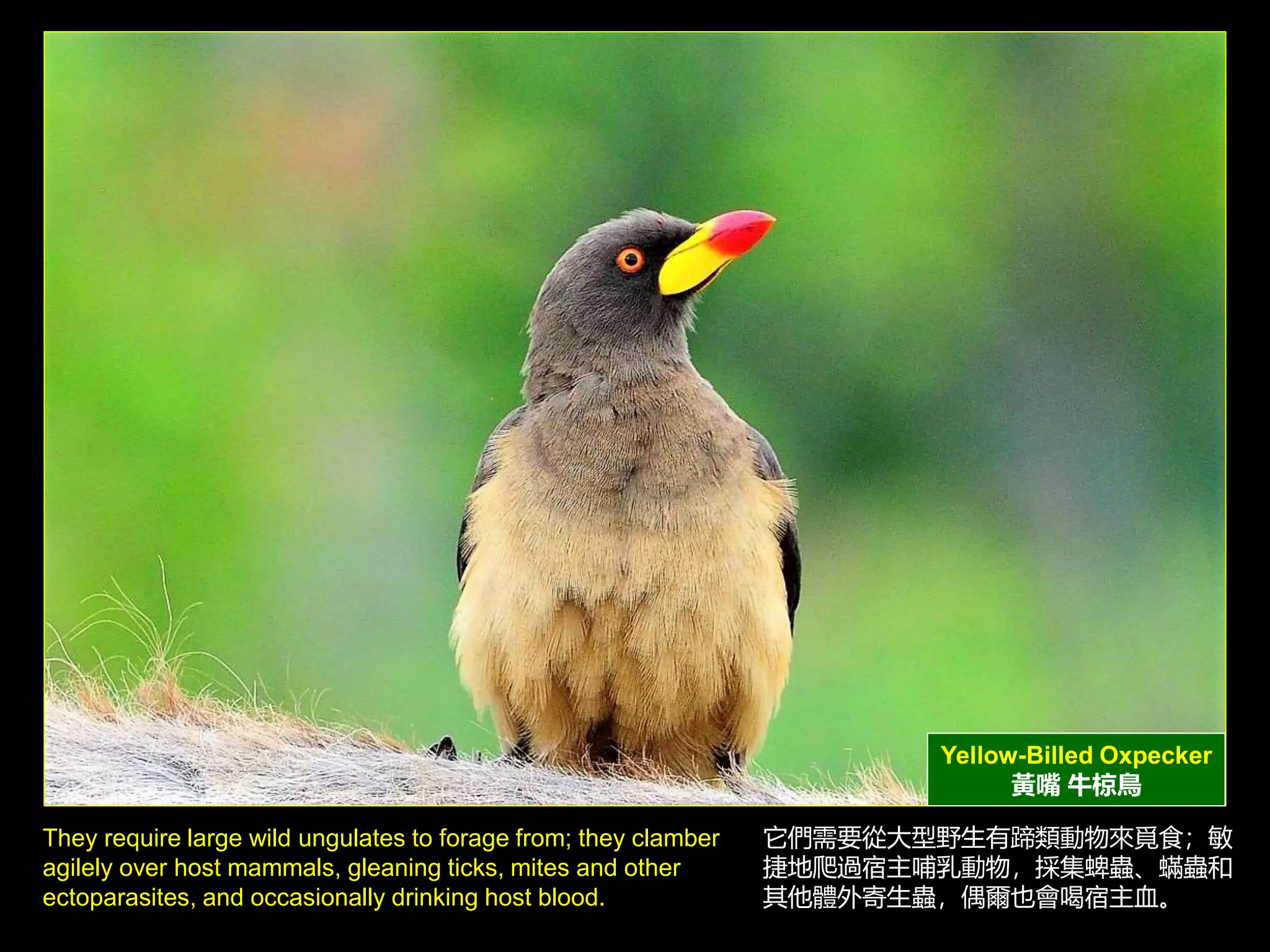Exotic and Beautiful Birds in the World (世界上奇特而美麗的鳥類).ppsx