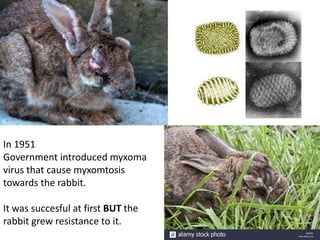 Exotic and endangered soecies | PPT