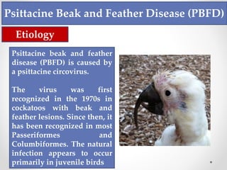 Exotic bird disease and treatment | PPTX