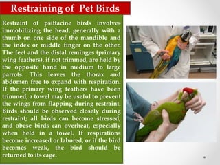 Exotic bird disease and treatment | PPT