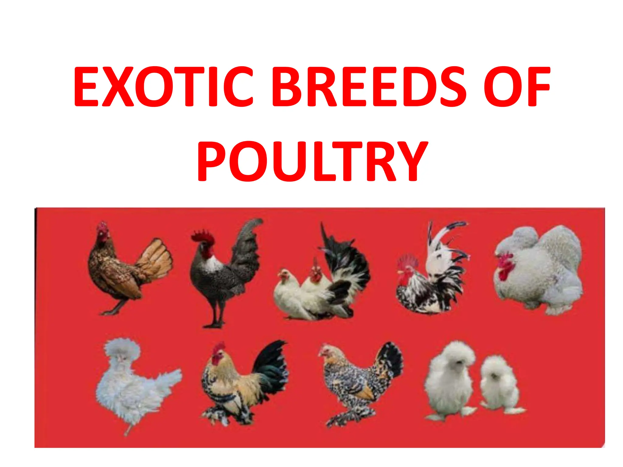 Exotic breeds of poultry discuss about exotic breeds of poultry.pptx