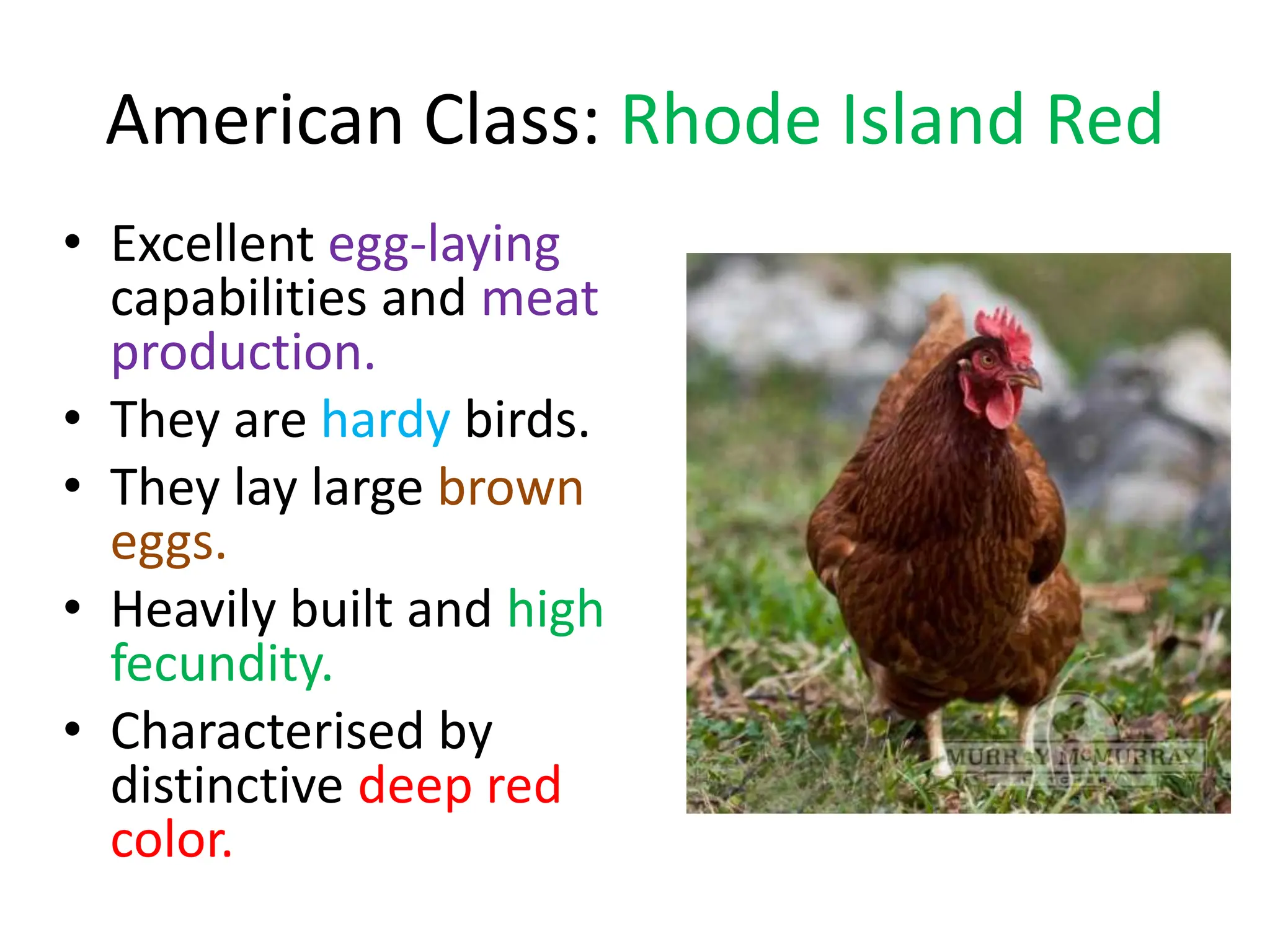Exotic breeds of poultry discuss about exotic breeds of poultry.pptx