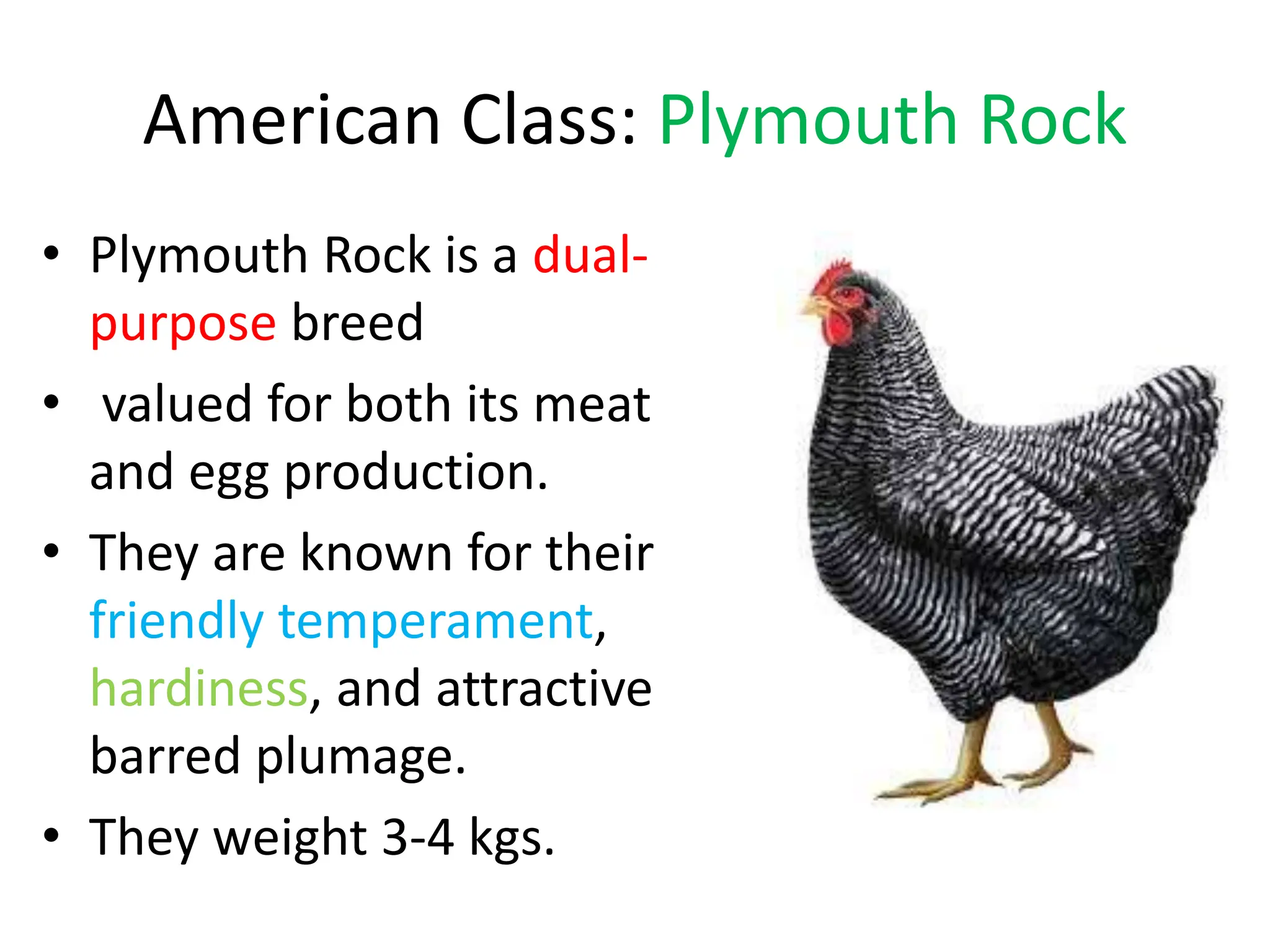 Exotic breeds of poultry discuss about exotic breeds of poultry.pptx