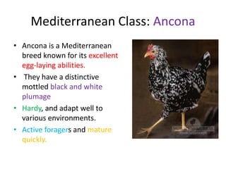 Exotic breeds of poultry discuss about exotic breeds of poultry.pptx