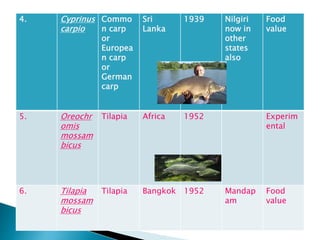 Exotic fish introduction to india and their impact on indigenous ...