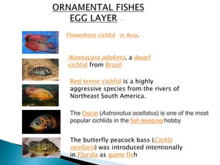 Exotic fish introduction to india and their impact on indigenous ...