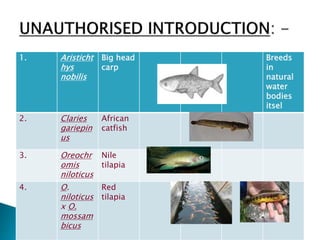 Exotic fish introduction to india and their impact on indigenous ...