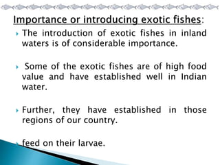 Exotic fish introduction to india and their impact on indigenous ...