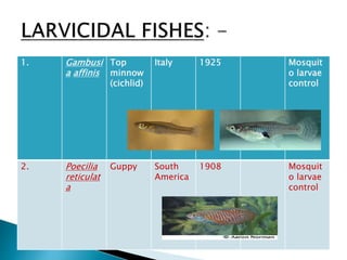 Exotic fish introduction to india and their impact on indigenous ...