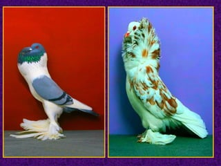 Exotic pigeons | PPT
