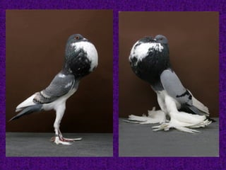 Exotic pigeons | PPT