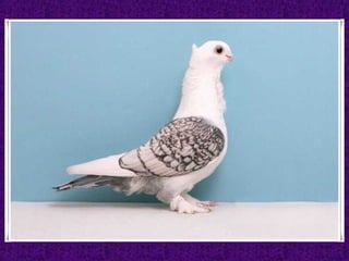 Exotic pigeons | PPT