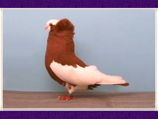 Exotic pigeons | PPT