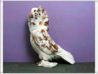 Exotic pigeons | PPT