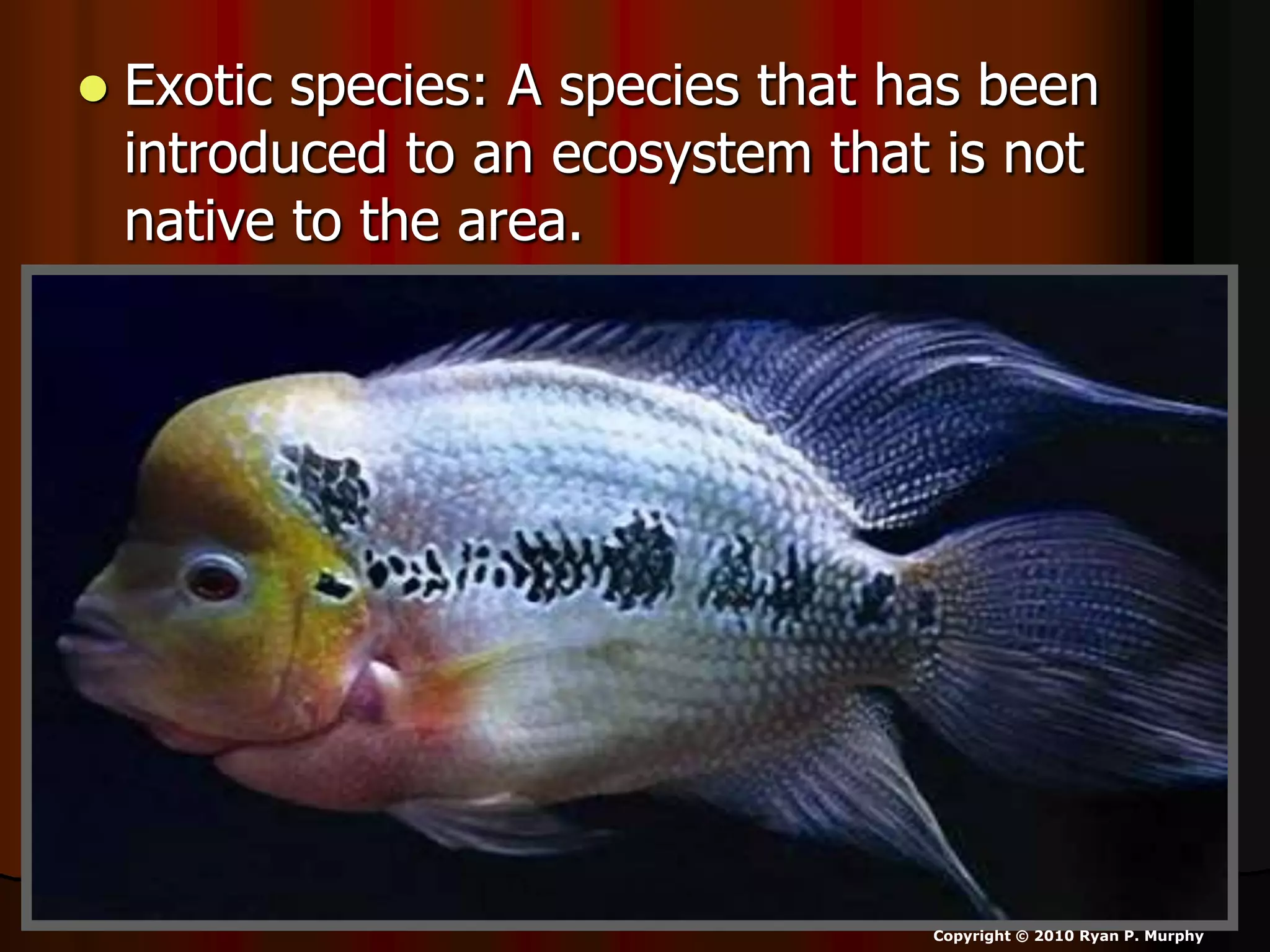 Exotic Species Lesson PowerPoint, Invaisive Species, Animals, Plants ...