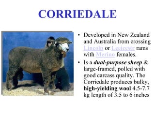 exotic sheep & goat.ppt details exotic sheep | PPT