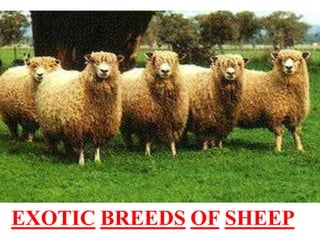 exotic sheep & goat.ppt details exotic sheep | PPT
