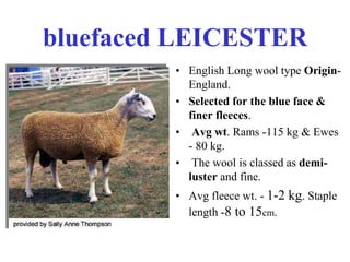 exotic sheep & goat.ppt details exotic sheep | PPT