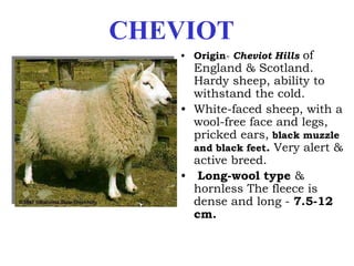 exotic sheep & goat.ppt details exotic sheep | PPT