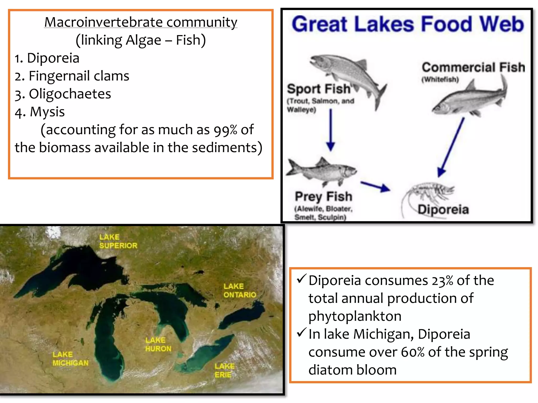 Exotic species - impact on biodiversity | PPTX