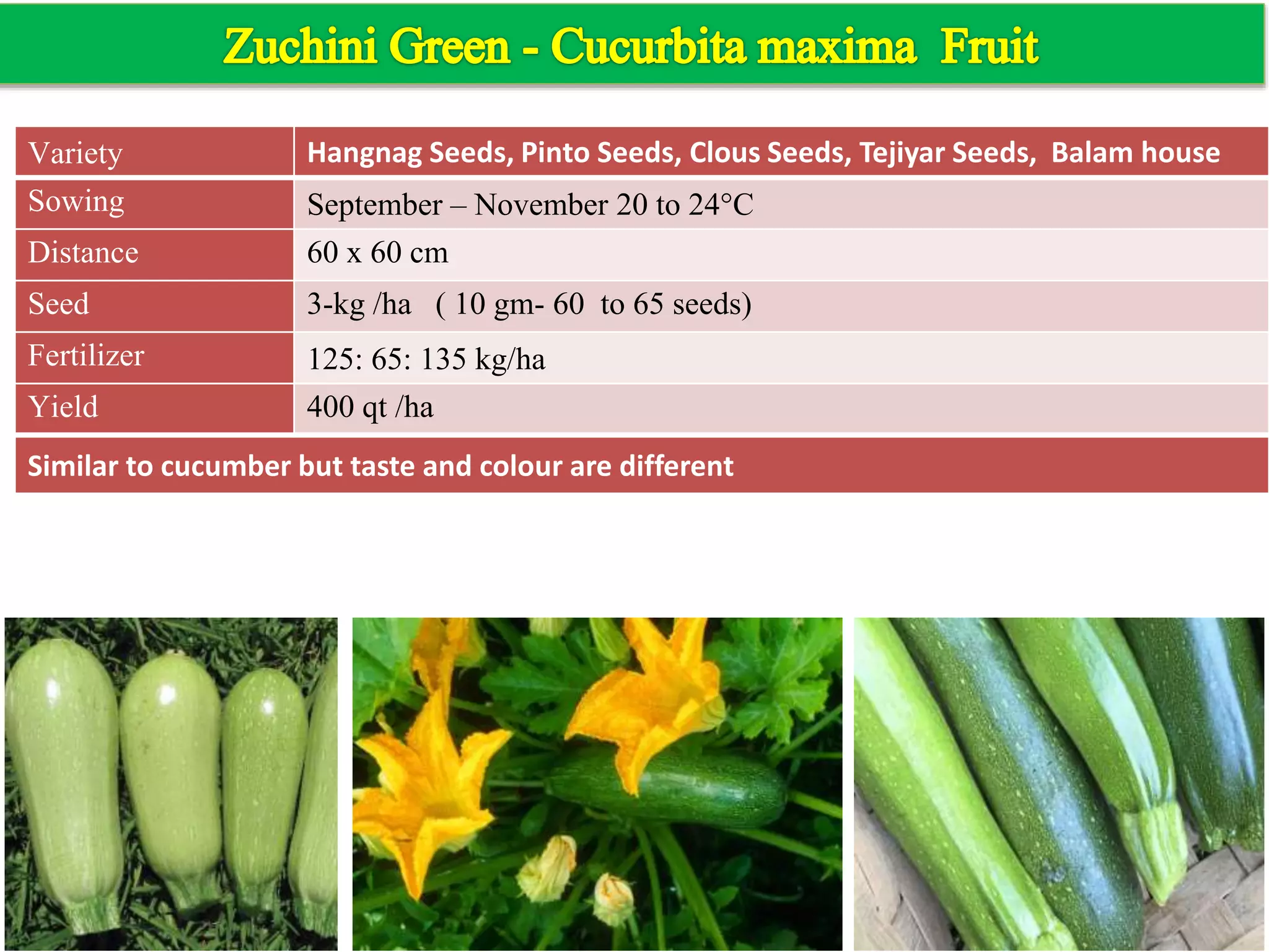 Exotic vegetable | PPTX