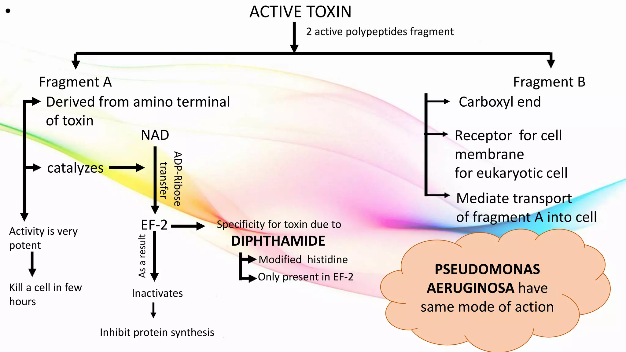 MECHANISM of ACTION of some GRAM positive BACTERIA’s exotoxin | PPTX