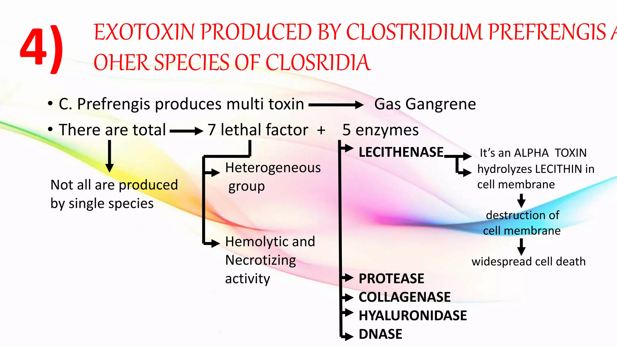 MECHANISM of ACTION of some GRAM positive BACTERIA’s exotoxin | PPTX