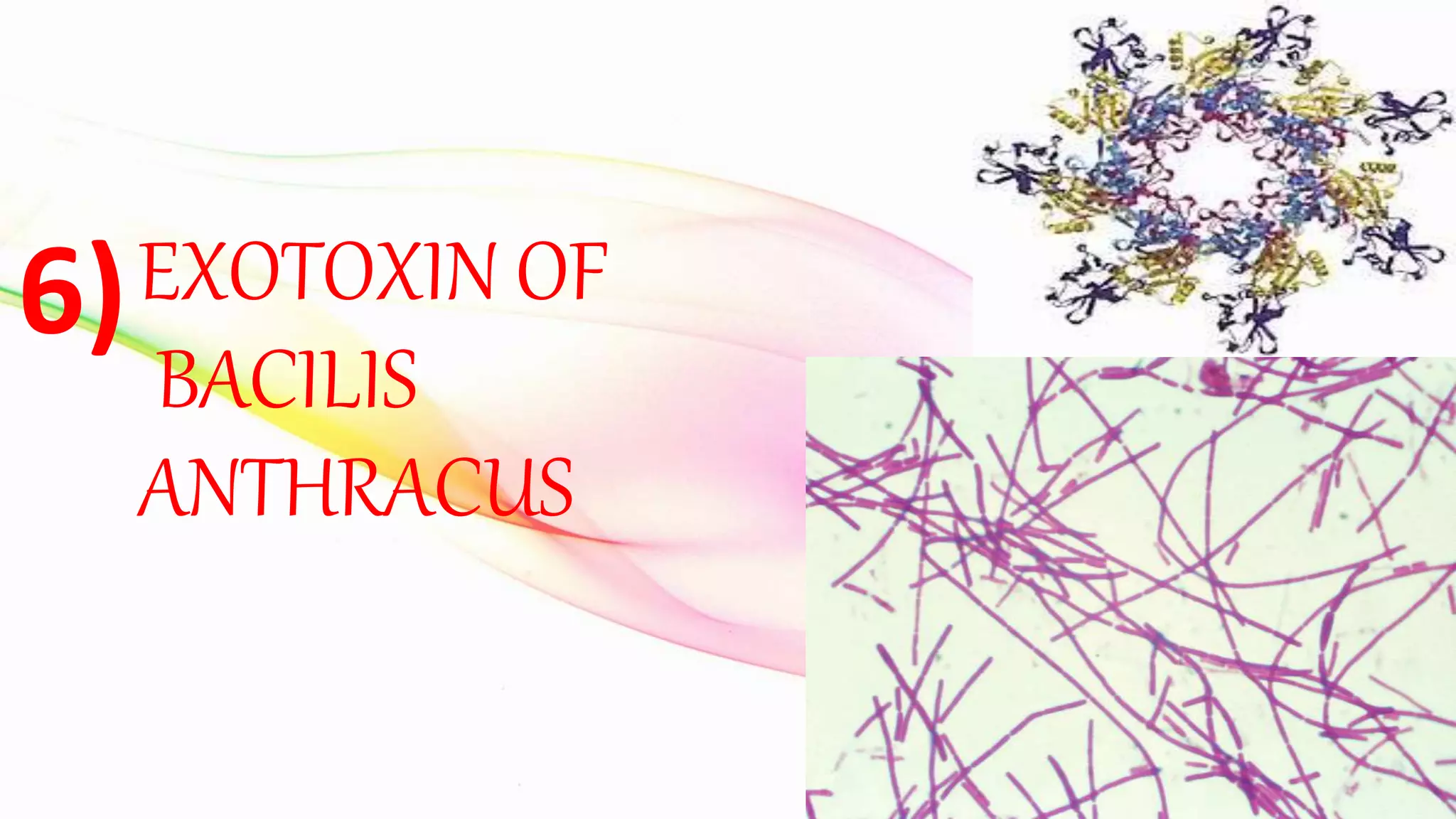 MECHANISM of ACTION of some GRAM positive BACTERIA’s exotoxin | PPTX