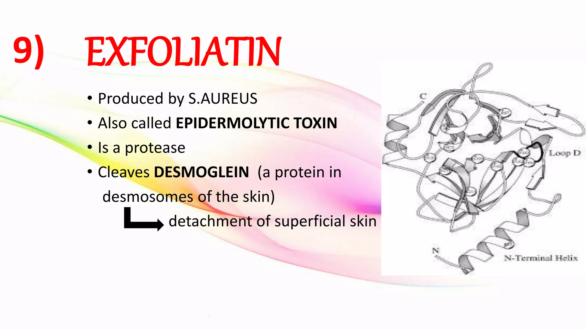 MECHANISM of ACTION of some GRAM positive BACTERIA’s exotoxin | PPT
