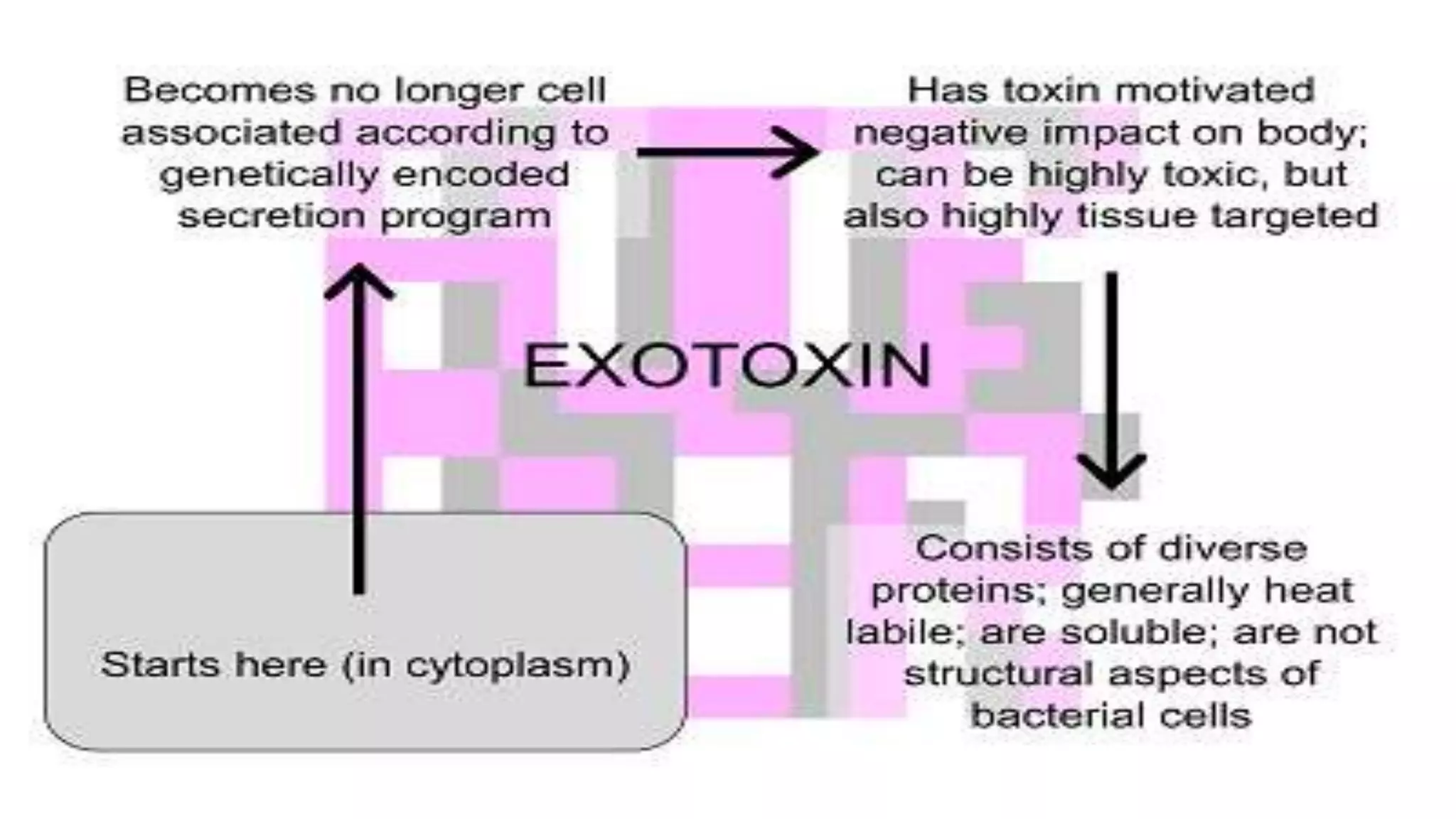 MECHANISM of ACTION of some GRAM positive BACTERIA’s exotoxin | PPT