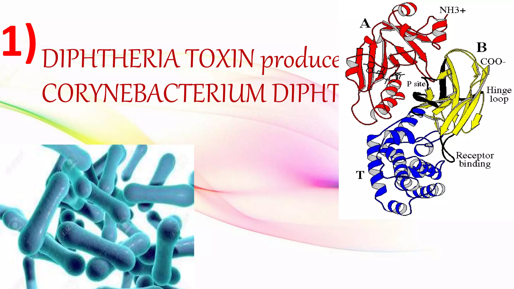 MECHANISM of ACTION of some GRAM positive BACTERIA’s exotoxin | PPTX