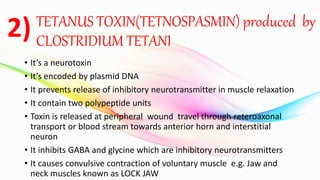 MECHANISM of ACTION of some GRAM positive BACTERIA’s exotoxin | PPT
