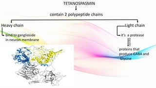 MECHANISM of ACTION of some GRAM positive BACTERIA’s exotoxin | PPT