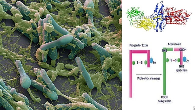 MECHANISM of ACTION of some GRAM positive BACTERIA’s exotoxin | PPT