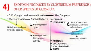 MECHANISM of ACTION of some GRAM positive BACTERIA’s exotoxin | PPTX