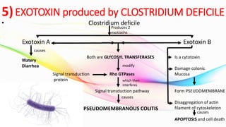 MECHANISM of ACTION of some GRAM positive BACTERIA’s exotoxin | PPT