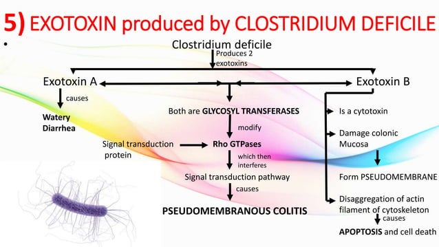 MECHANISM of ACTION of some GRAM positive BACTERIA’s exotoxin | PPT