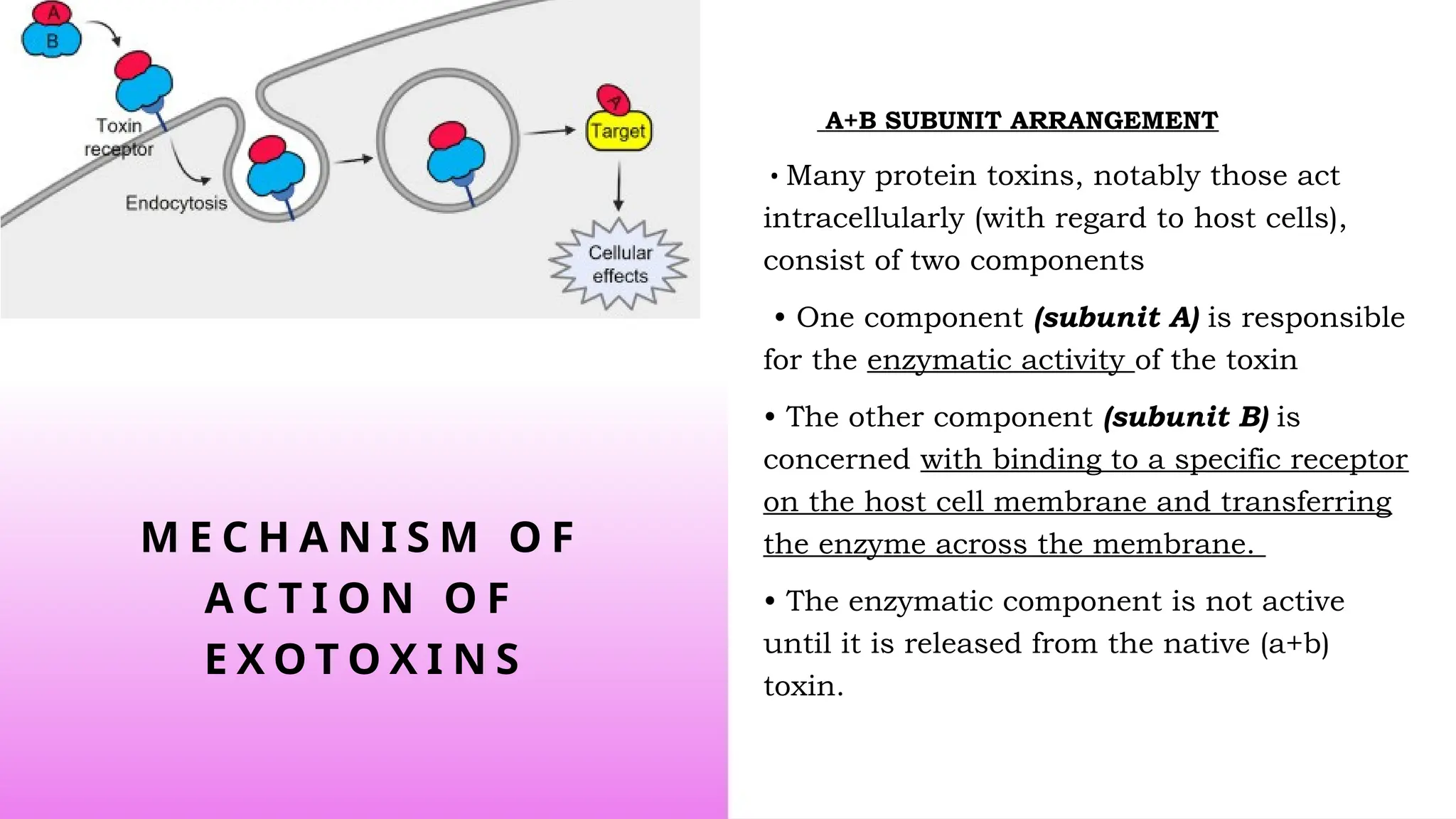 Exotoxins – classification, mechanism of action of exotoxins e.g ...