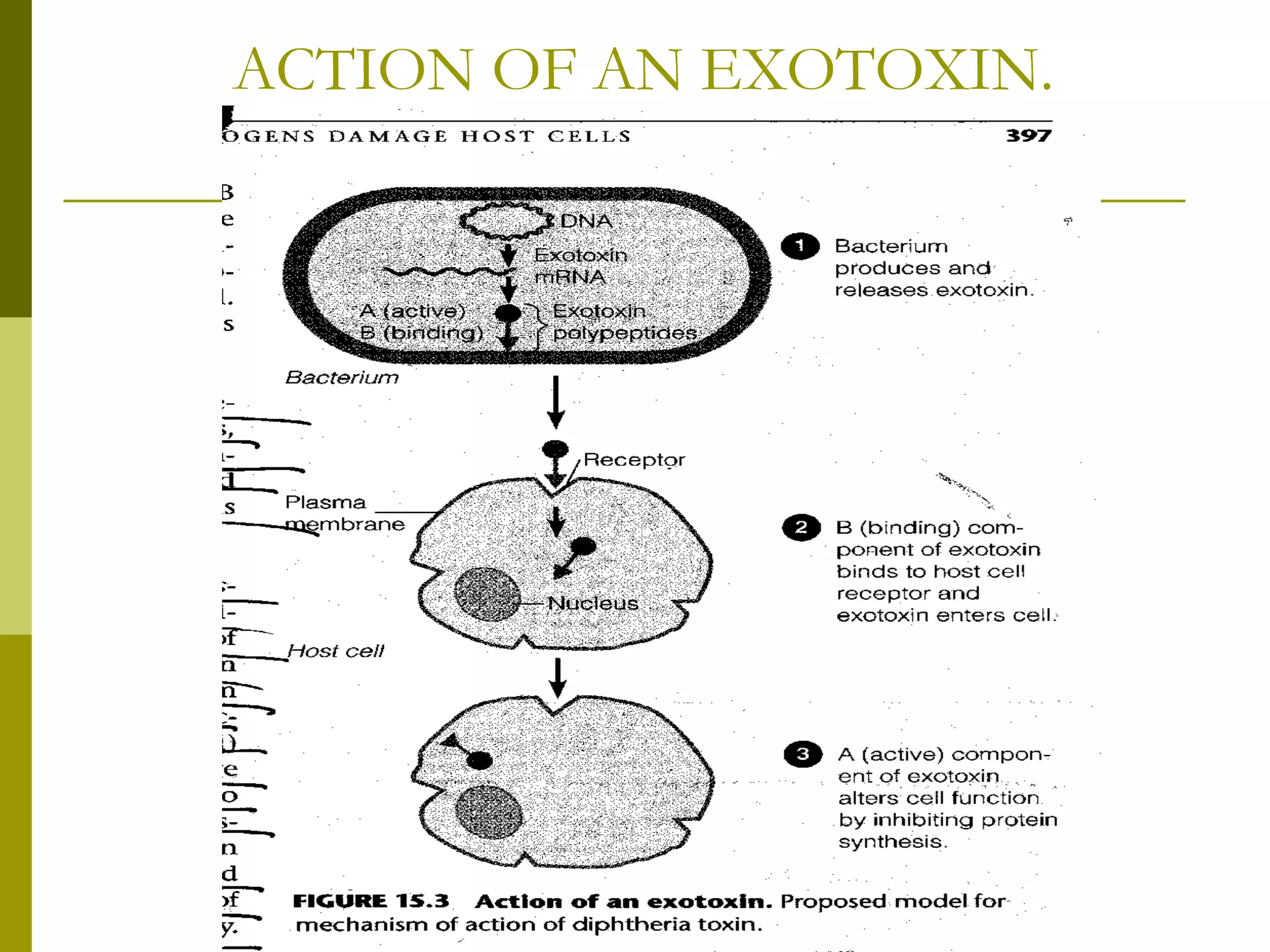 Mechanism of pathogenicity-Exotoxin and endotoxin | PPT