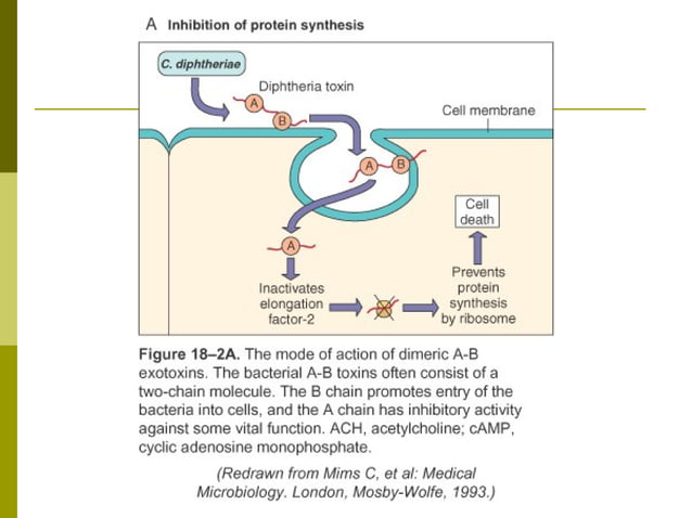 Mechanism of pathogenicity-Exotoxin and endotoxin | PPT