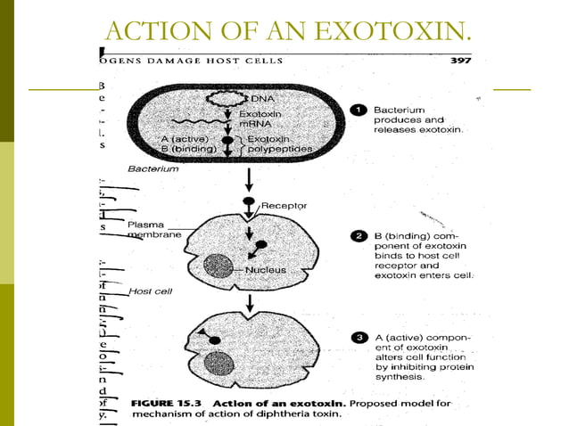 Mechanism of pathogenicity-Exotoxin and endotoxin | PPT