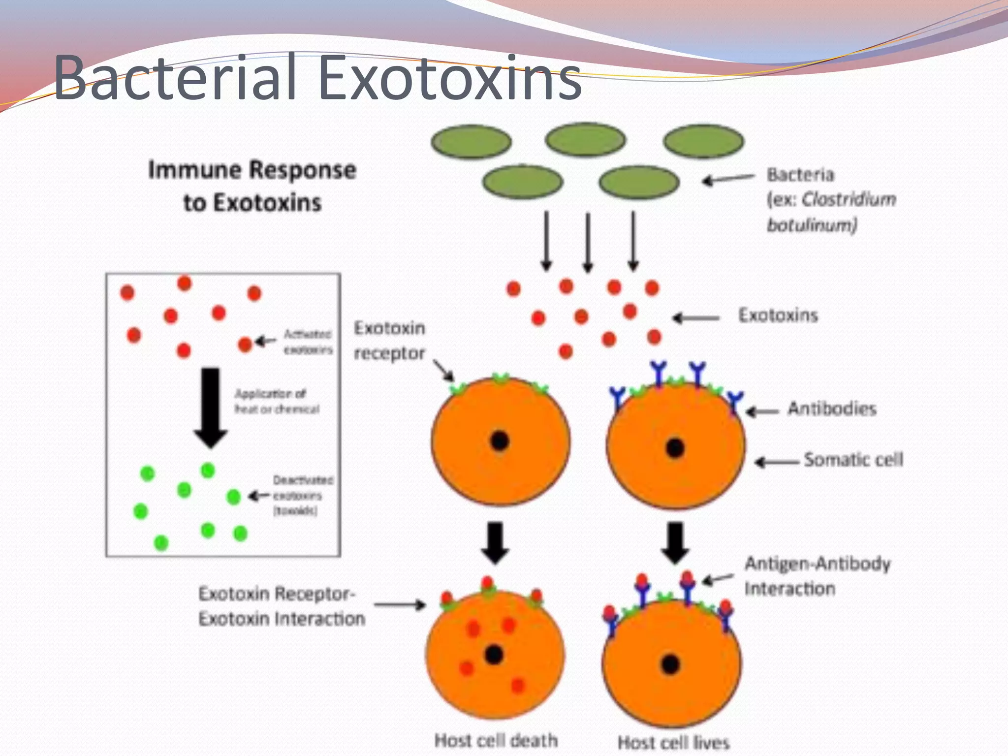 EXOTOXINS AND ENDOTOXINS.pptx