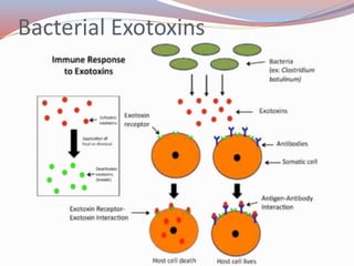 EXOTOXINS AND ENDOTOXINS.pptx