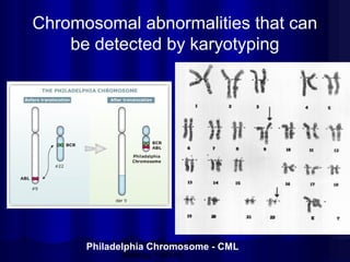 Exp. 4 karyotyping | PPT