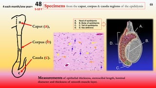 Presentation: Scientific papers Brief | PPTX