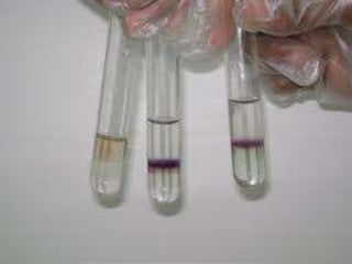 exp.9.molisch test.pptx